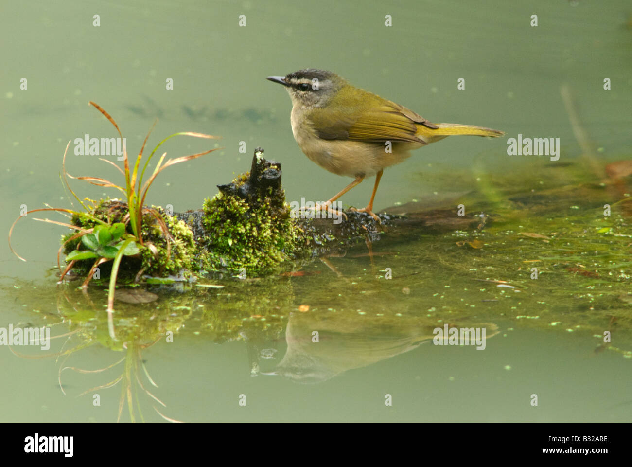 Riverbank warbler hi-res stock photography and images - Alamy