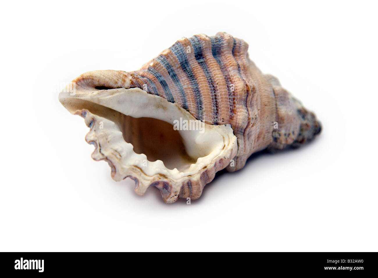 Shell, white background Stock Photo - Alamy