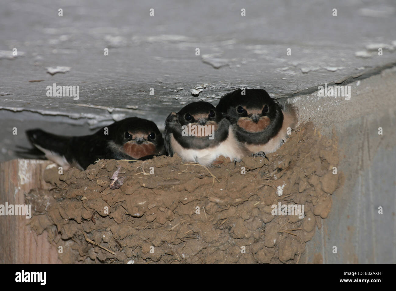 Swallow Hirundo rustica chicks in a nest Stock Photo - Alamy