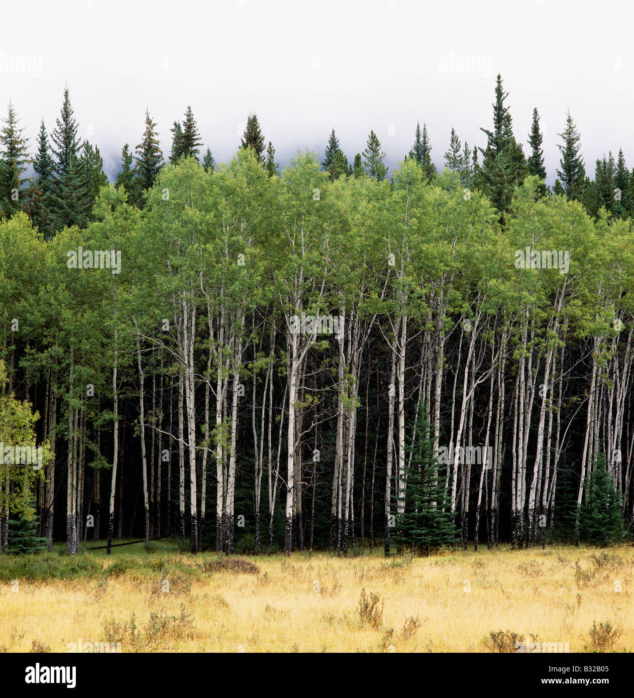 ASPEN TREES NEAR BOW RIVER, BANFF NATIONAL PARK, ALBERTA, CANADA. TREE ...