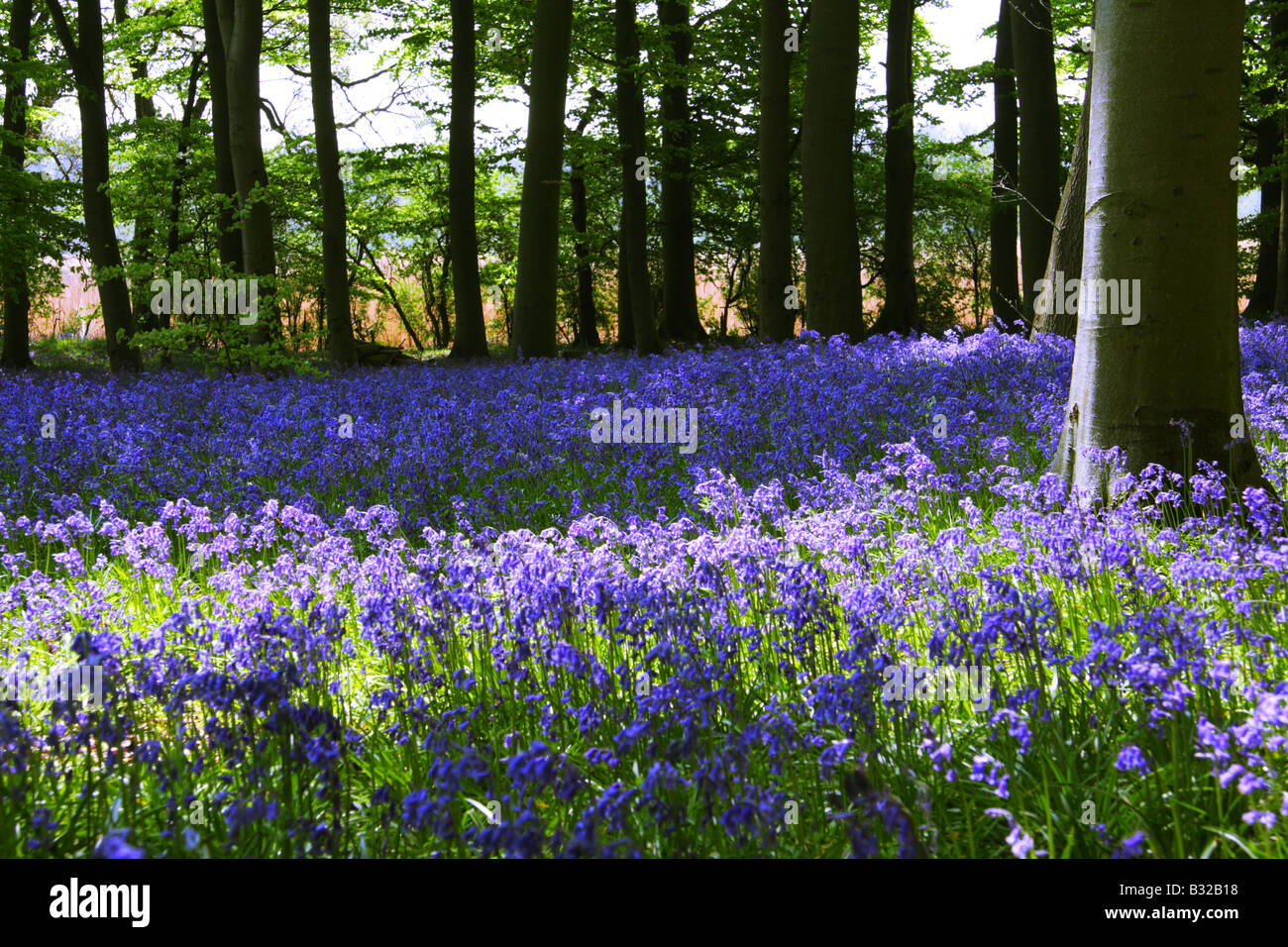 An English blue bell woodland scene Stock Photo - Alamy