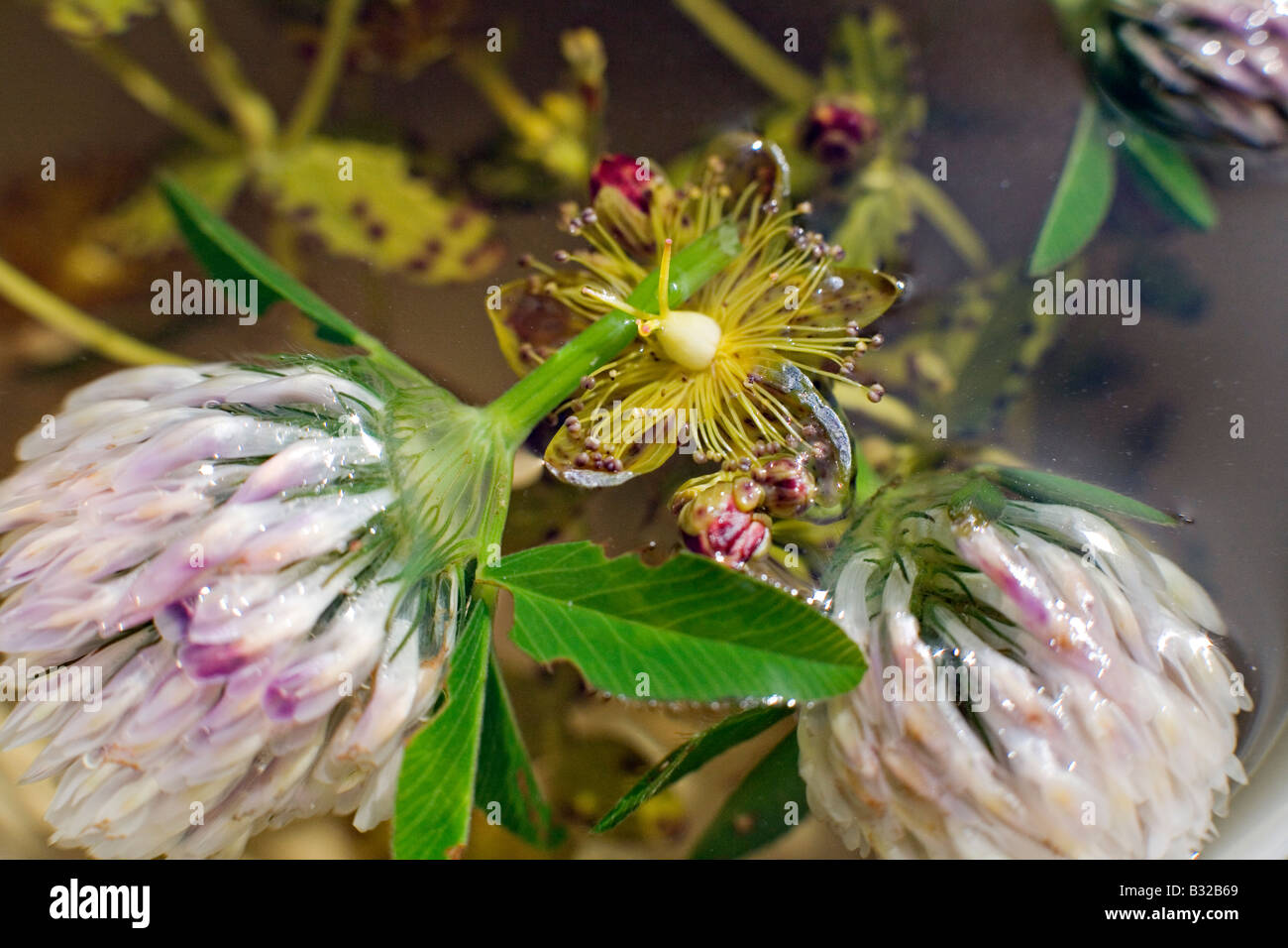 Cup of natural herbal tea in closeup Stock Photo - Alamy