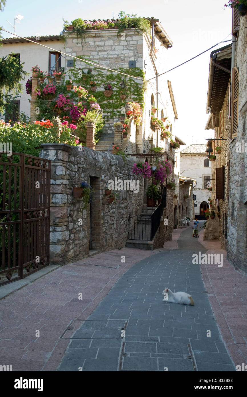 Beautiful alley cat Cut Out Stock Images & Pictures - Alamy
