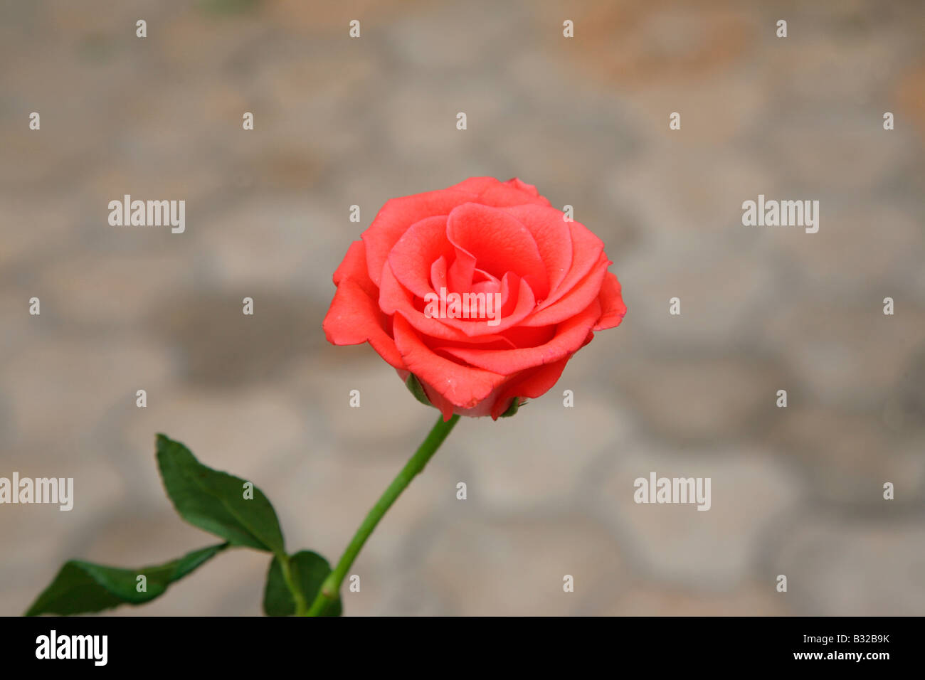 Rose flower indian hi-res stock photography and images - Alamy