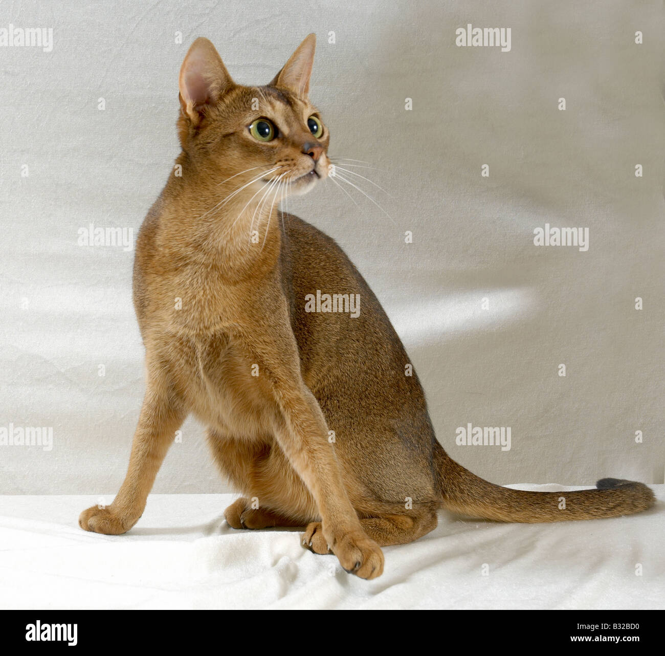 Abyssinian cats hi-res stock photography and images - Alamy