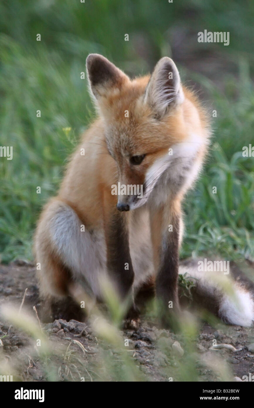Red Fox pup outside its den Stock Photo - Alamy