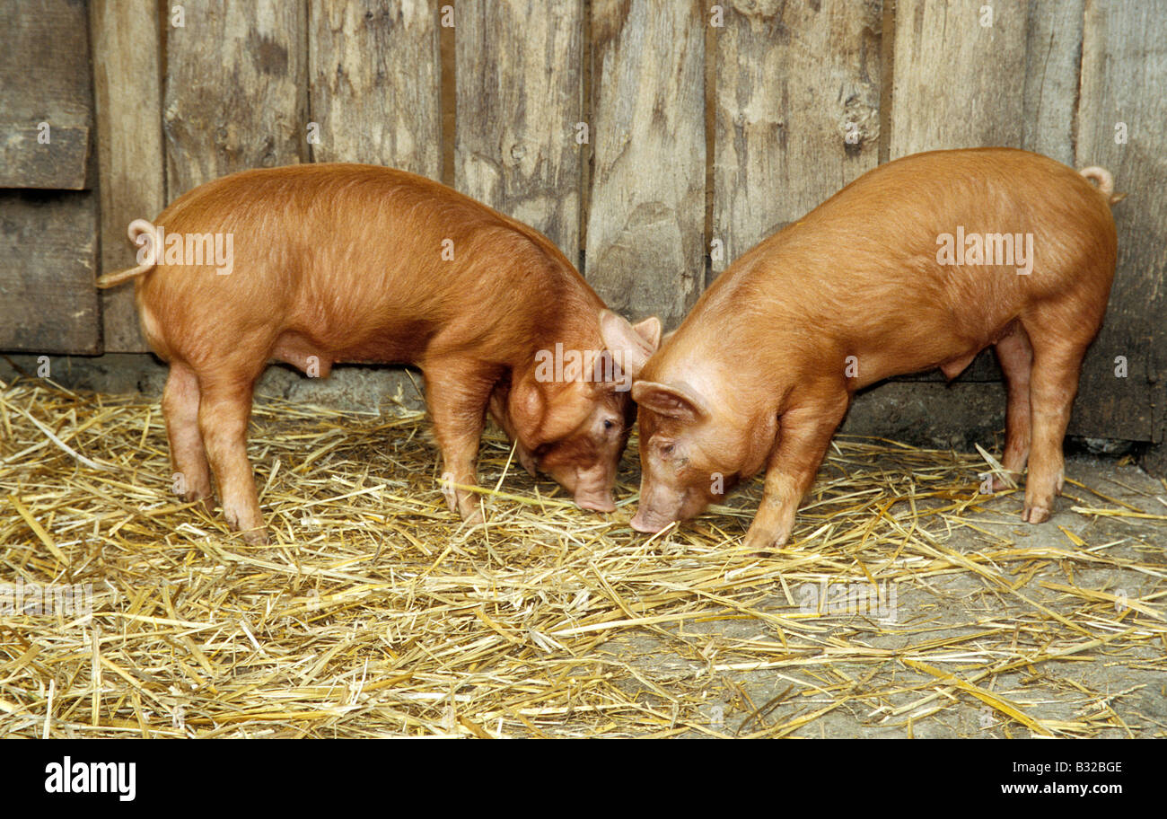 tamworth piglets playing in hay barn Stock Photo - Alamy
