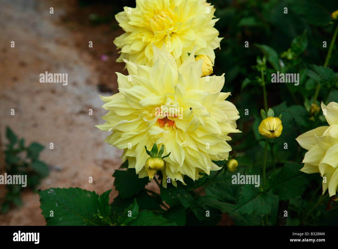 Asteraceae dalia hi-res stock photography and images - Alamy