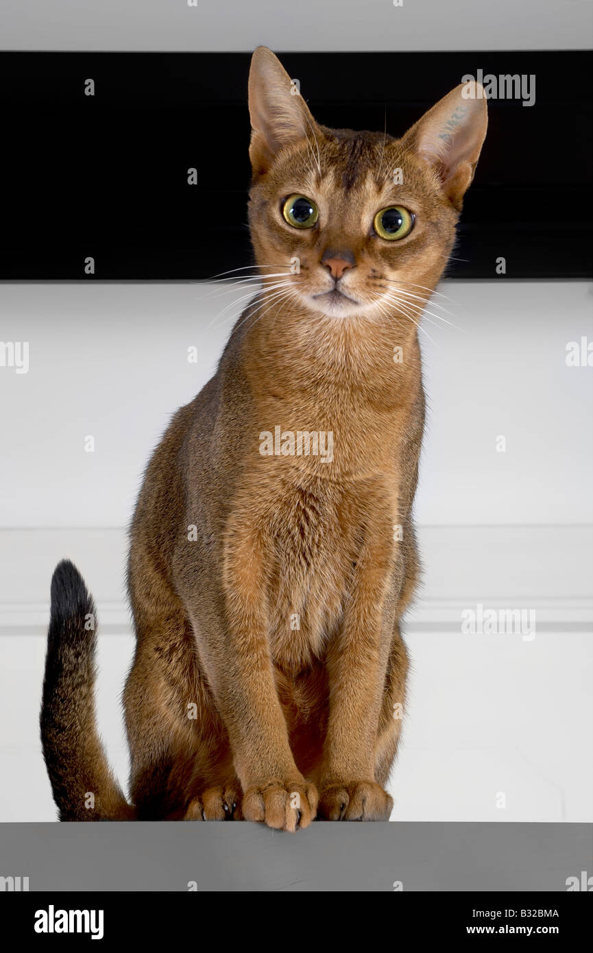 Abyssinian cat hi-res stock photography and images - Alamy