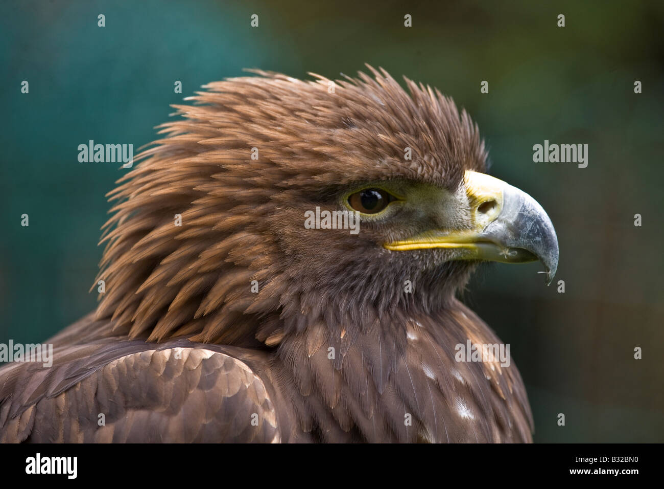 Golden Eagle (Captured) Silverband Falconry Stock Photo - Alamy