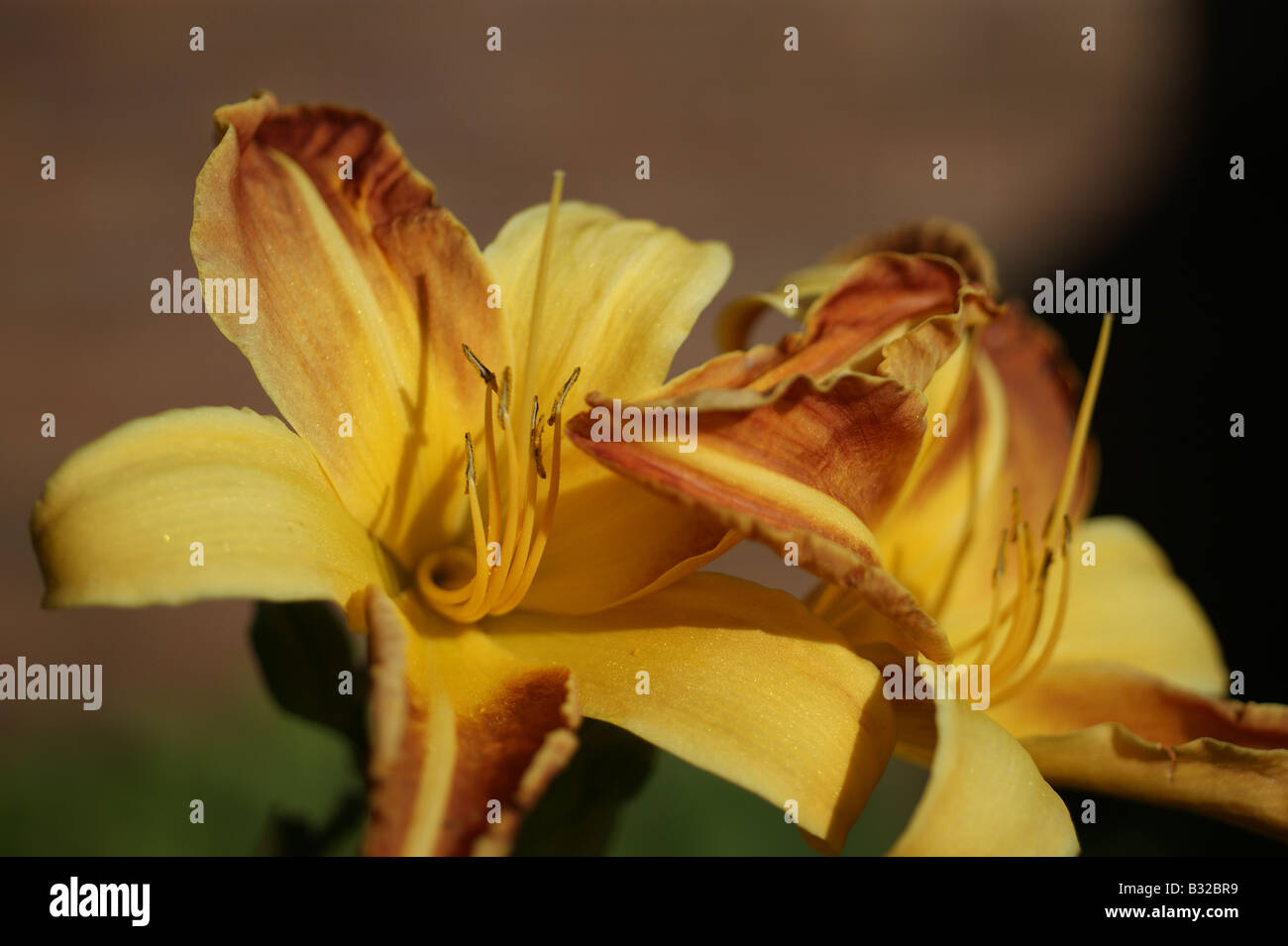Day lilies hi-res stock photography and images - Alamy