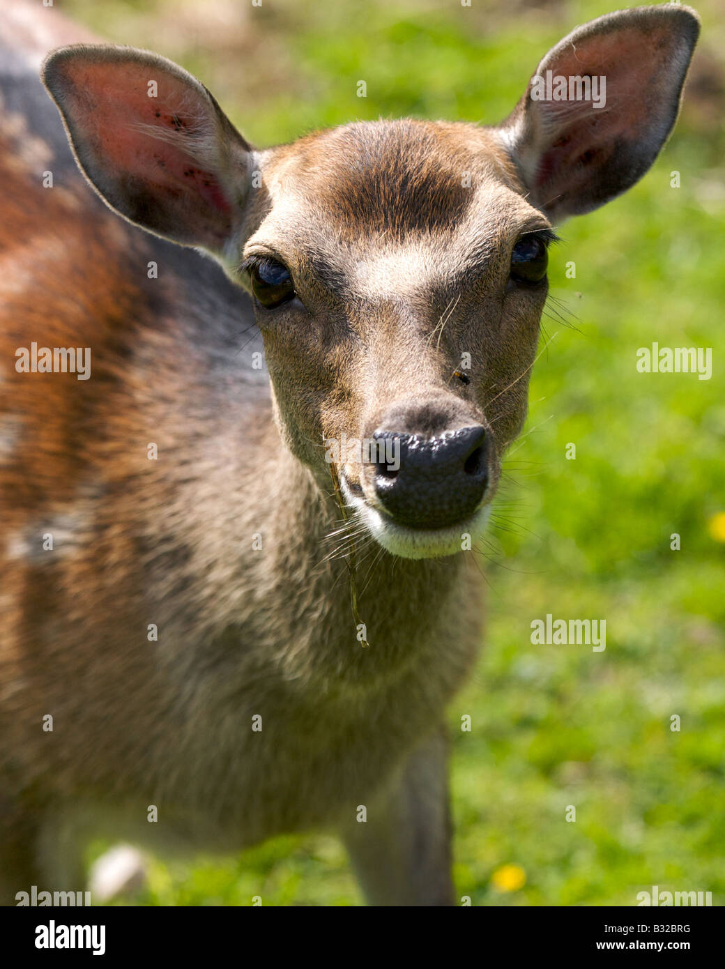 Close up shot of a deer Stock Photo - Alamy