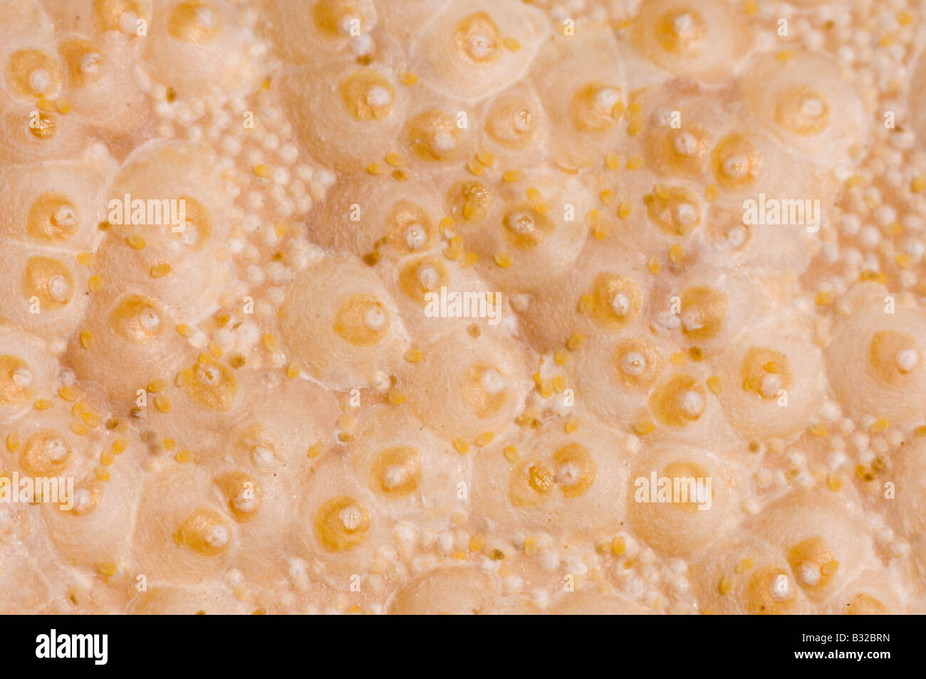 Oriental scale insects Stock Photo - Alamy