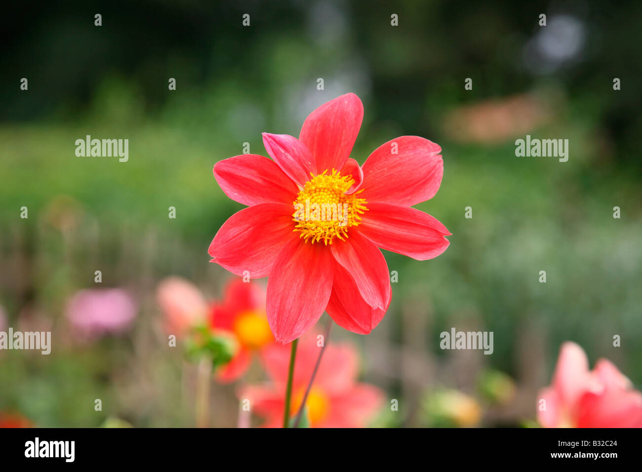 Asteraceae dalia hi-res stock photography and images - Alamy