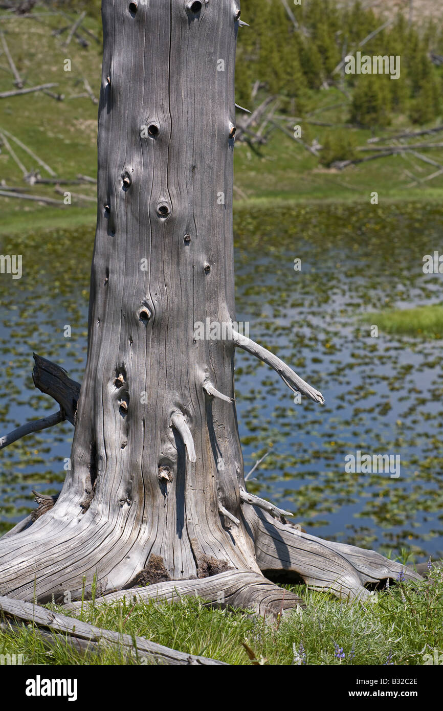 A silver colored DEAD TREE and a LILY POND in the IMPERIAL BASIN ...
