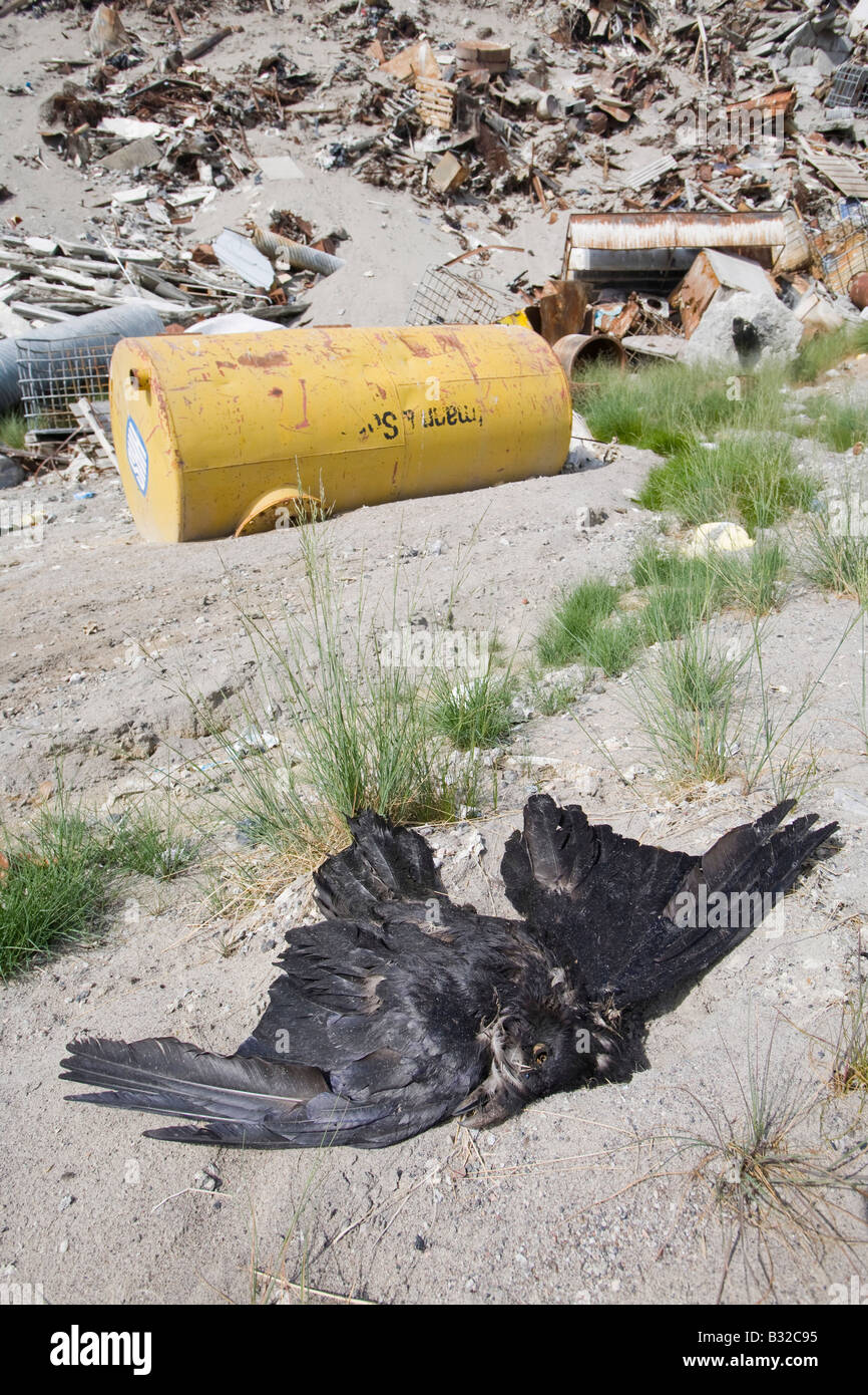 a dead Raven and metal abandoned on a tip at Kangerlussuag in Greenland ...
