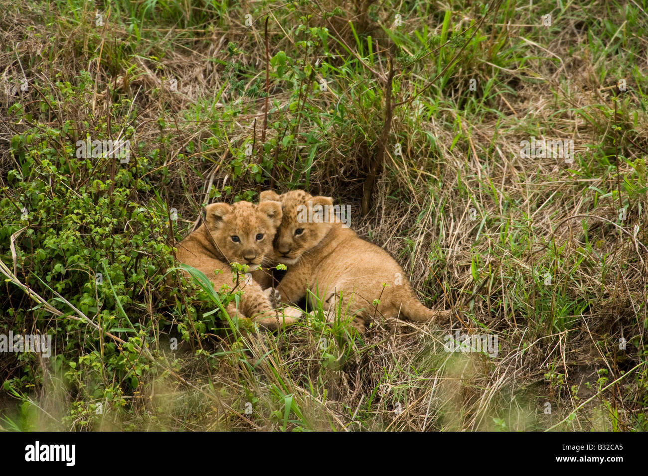 Lion (Panthera leo) cubs Stock Photo - Alamy