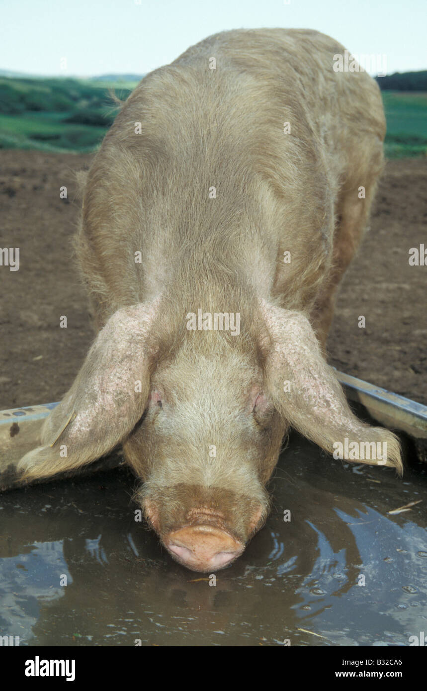 Pig hybrid hi-res stock photography and images - Alamy