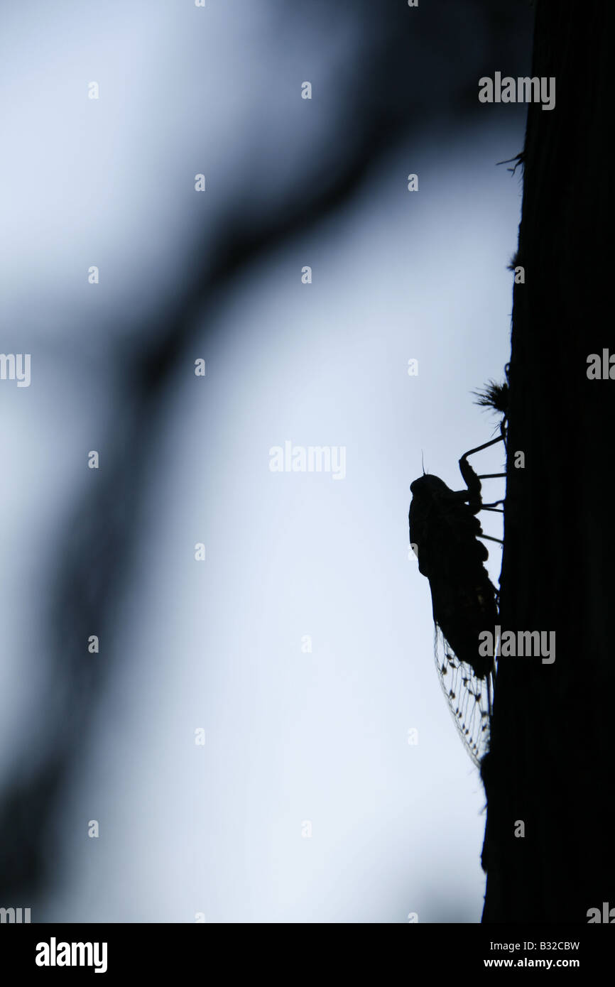 one cicada fly insect resting on tree in italy Stock Photo - Alamy