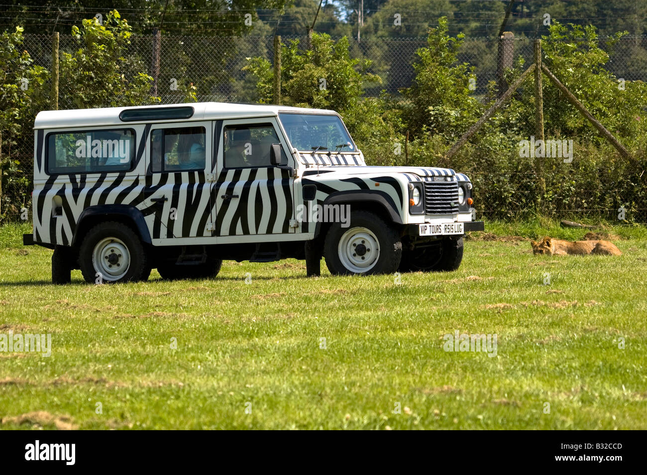 lion and land rover Stock Photo - Alamy