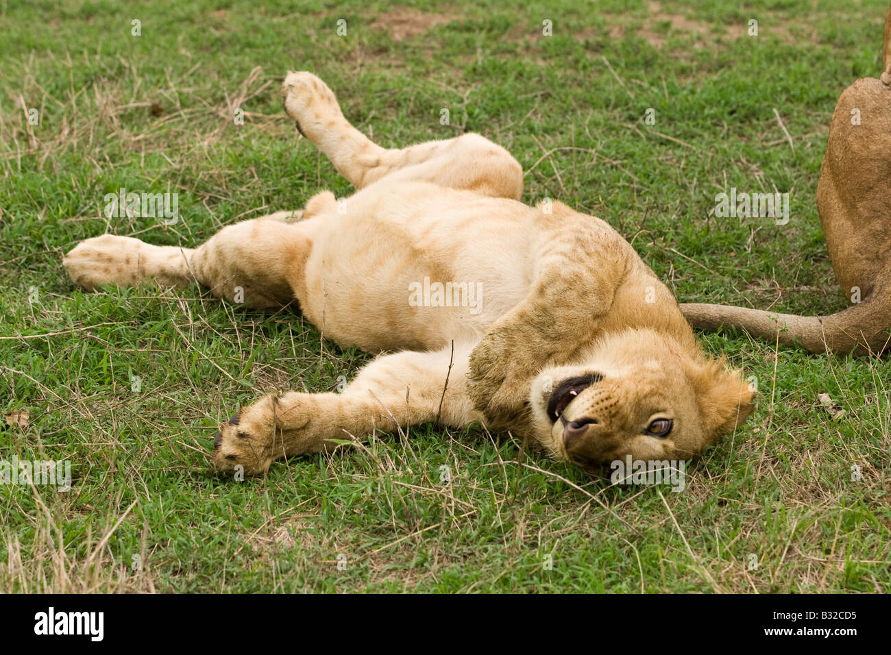 Lion (Panthera leo) cub rolling on its back Stock Photo - Alamy