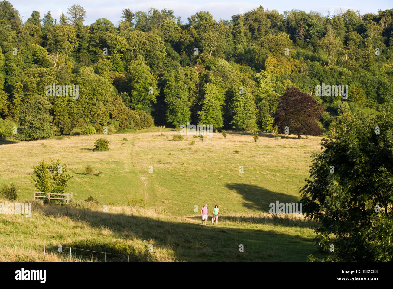 Chiltern forest hi-res stock photography and images - Alamy