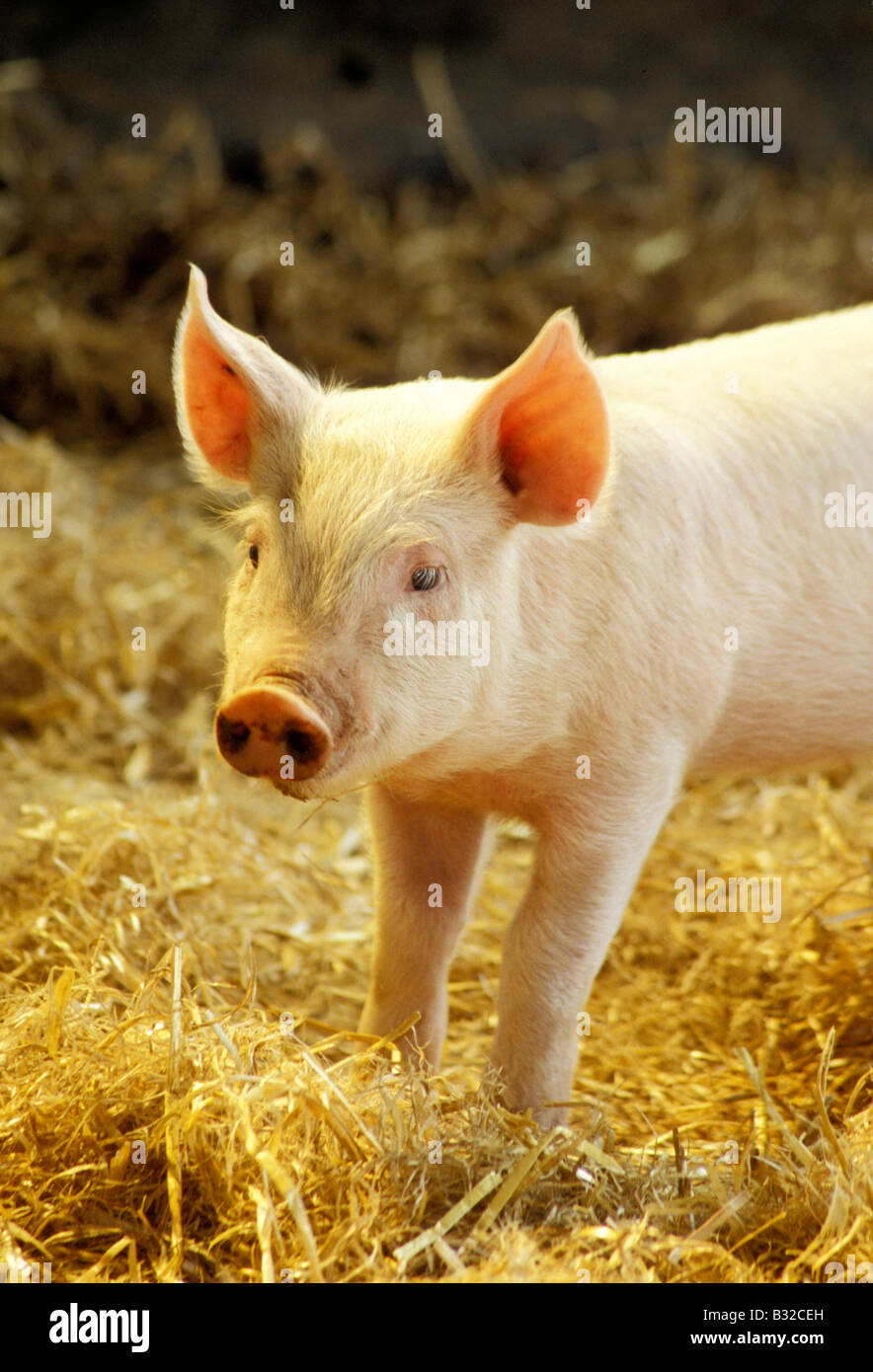 portrait young hybrid piglet in barn Stock Photo - Alamy