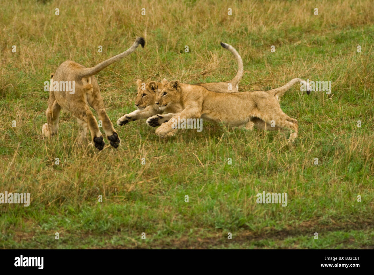 Lion (Panthera leo) cubs pouncing on a sibling Stock Photo - Alamy