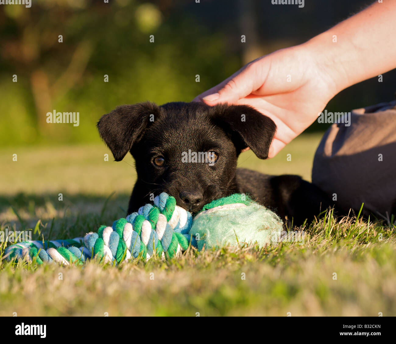 Puppy play hi-res stock photography and images - Alamy