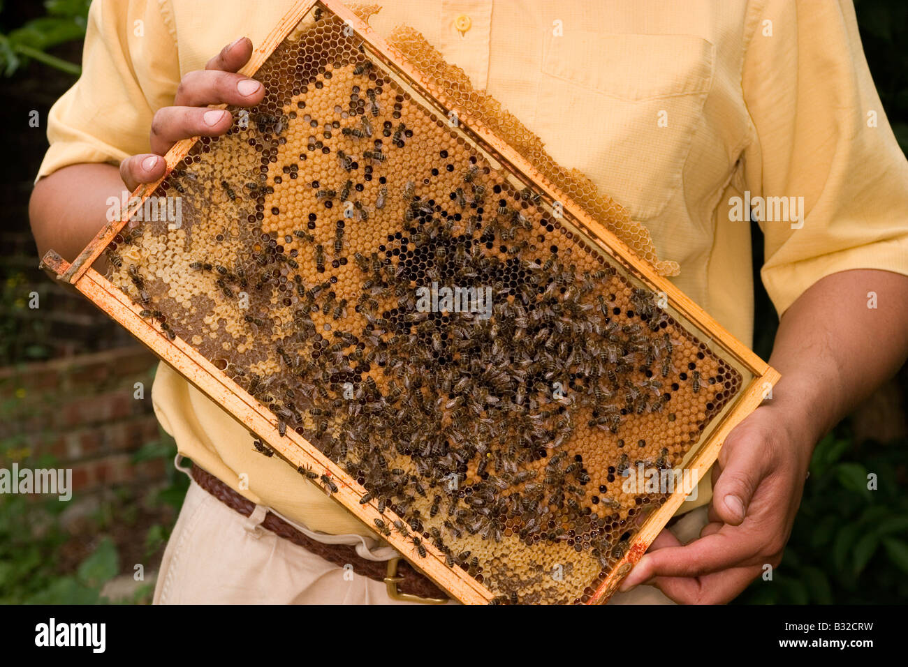 Beekeeper's hands holding honeycomb and bees Stock Photo - Alamy