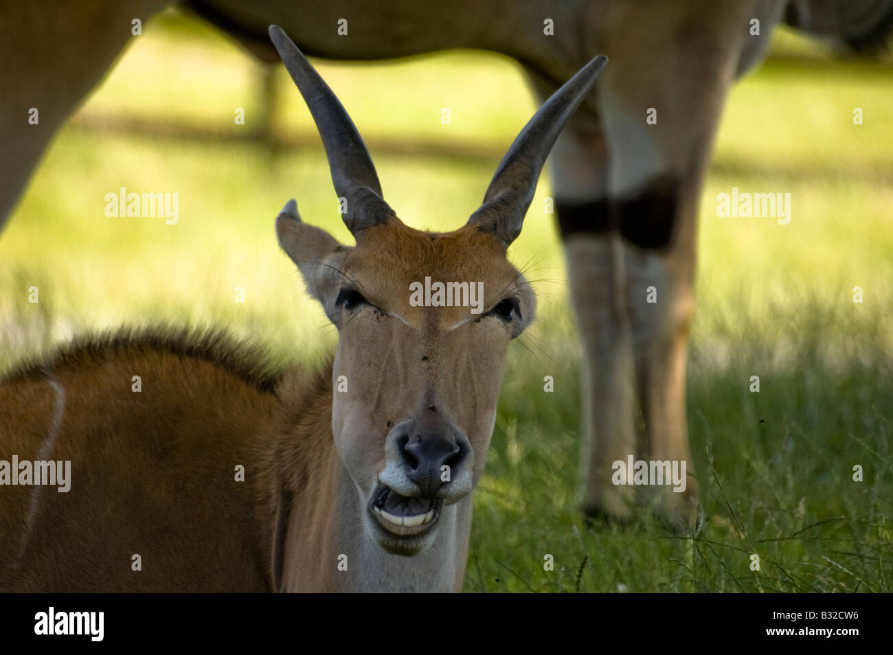 Dear face hi-res stock photography and images - Alamy