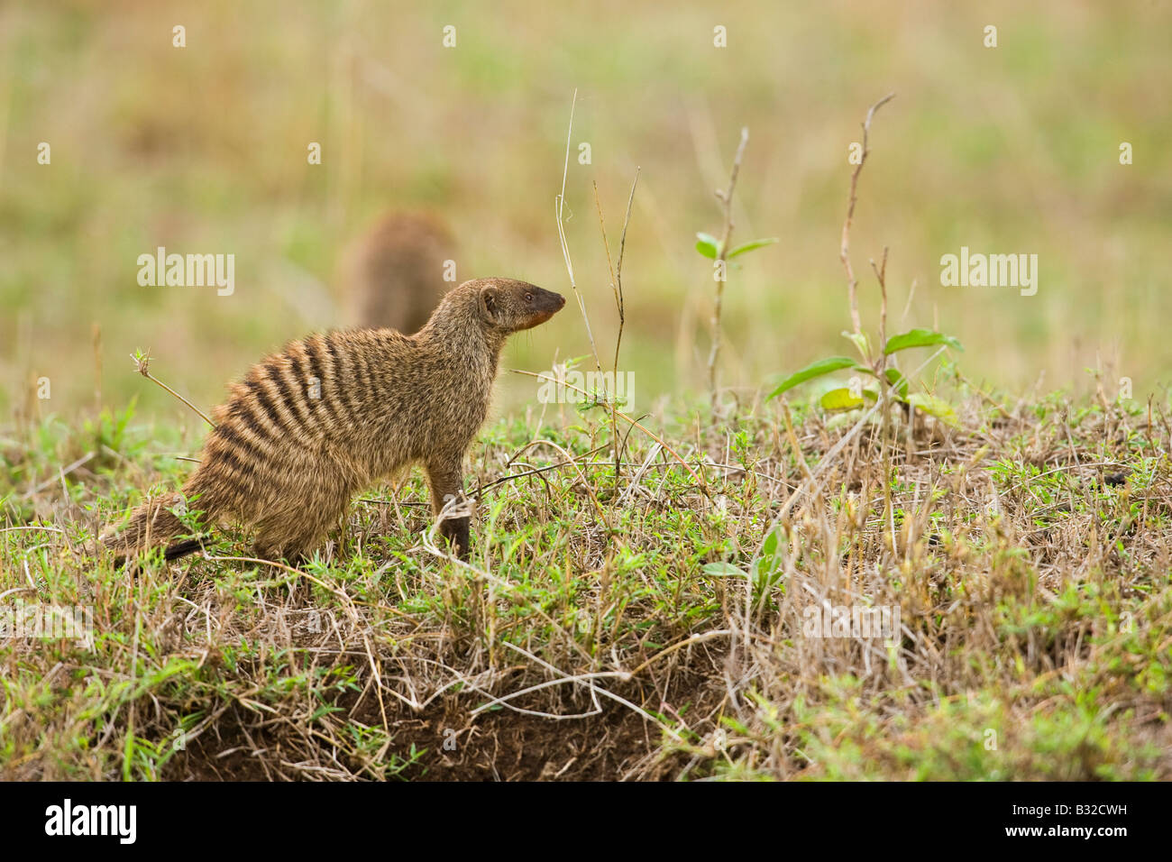 Banded Mongoose (Mungos Mungo Stock Photo - Alamy
