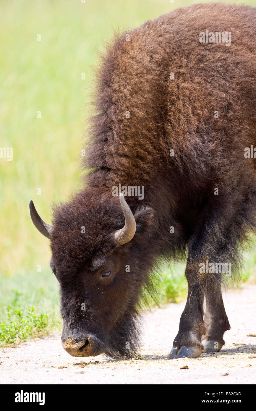 Young Male American Bison (Bison bison Stock Photo - Alamy