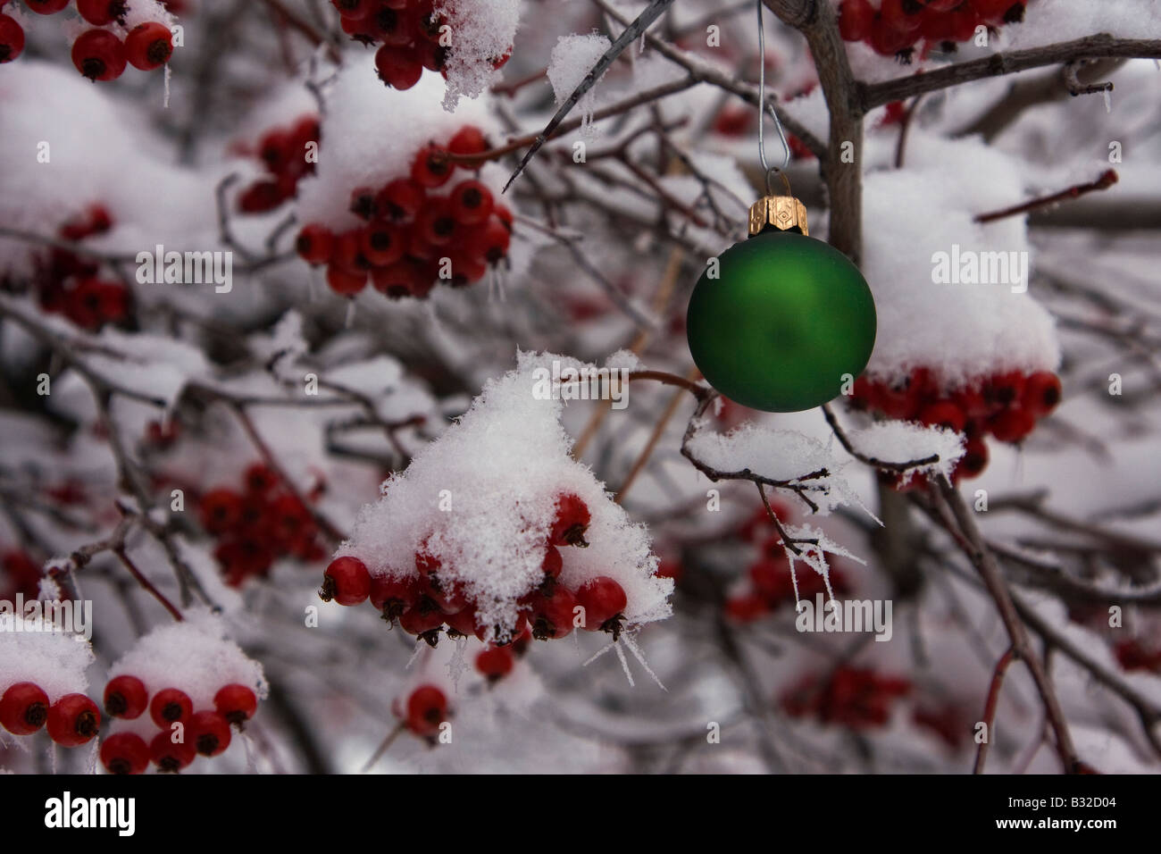 Washington hawthorn hi-res stock photography and images - Alamy