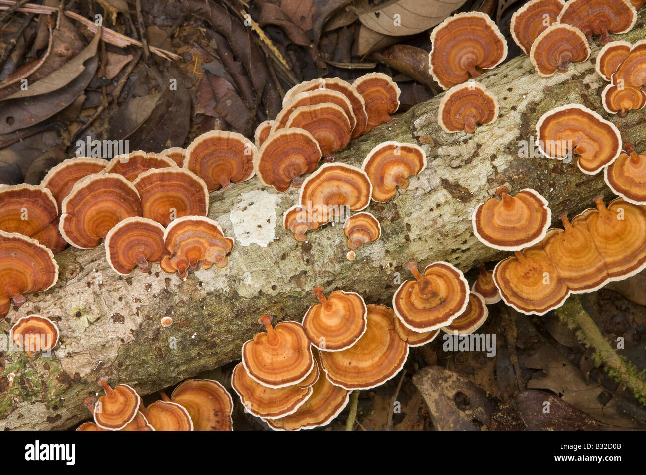 Bracket fungus on dead log Bako National Park Sarawak Borneo Stock ...