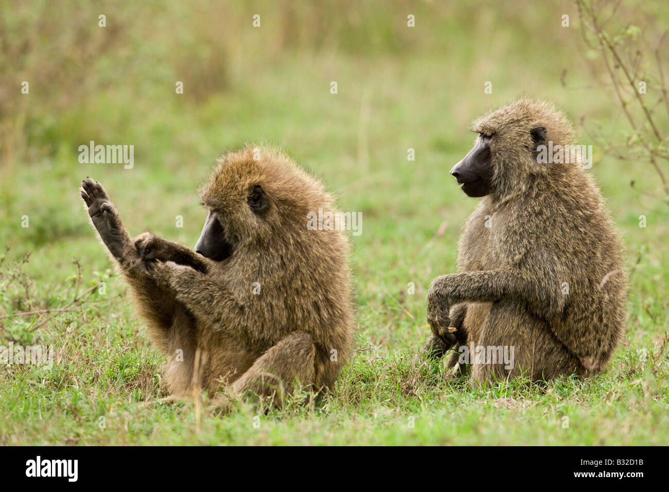 Olive Baboons (Papio anubis Stock Photo - Alamy