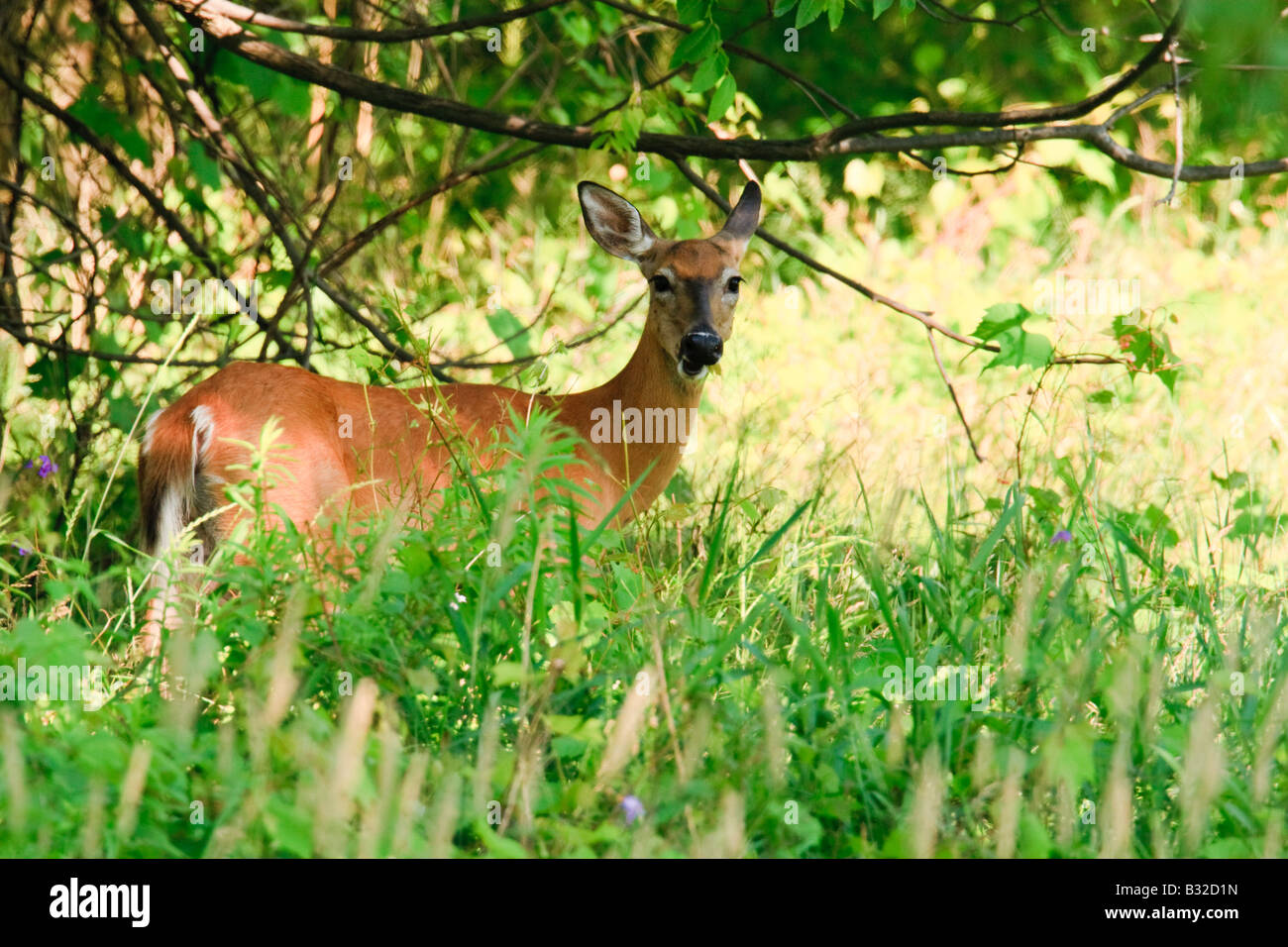 Deer eating carrots hi-res stock photography and images - Alamy