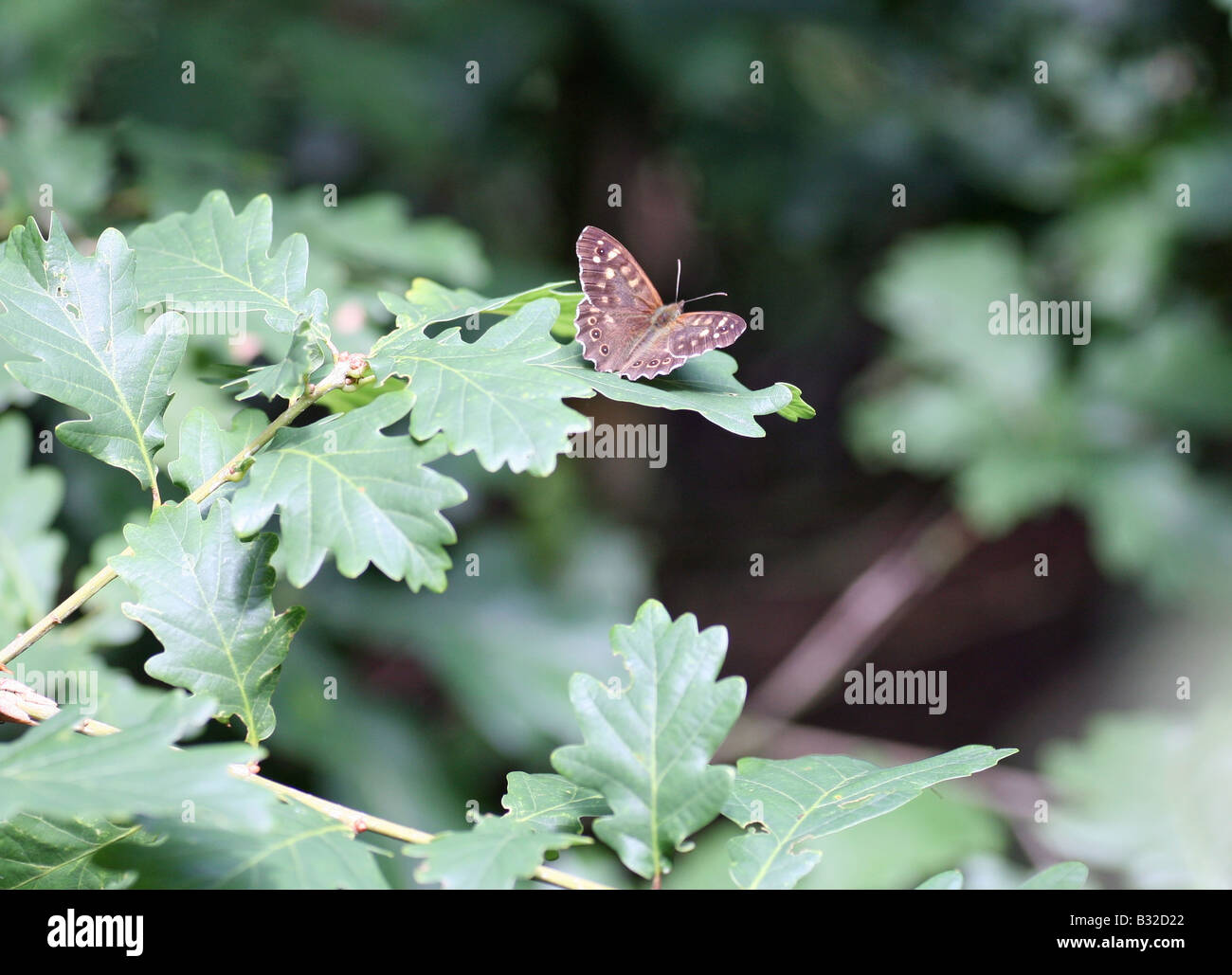 Oak leaf butterflies hi-res stock photography and images - Alamy