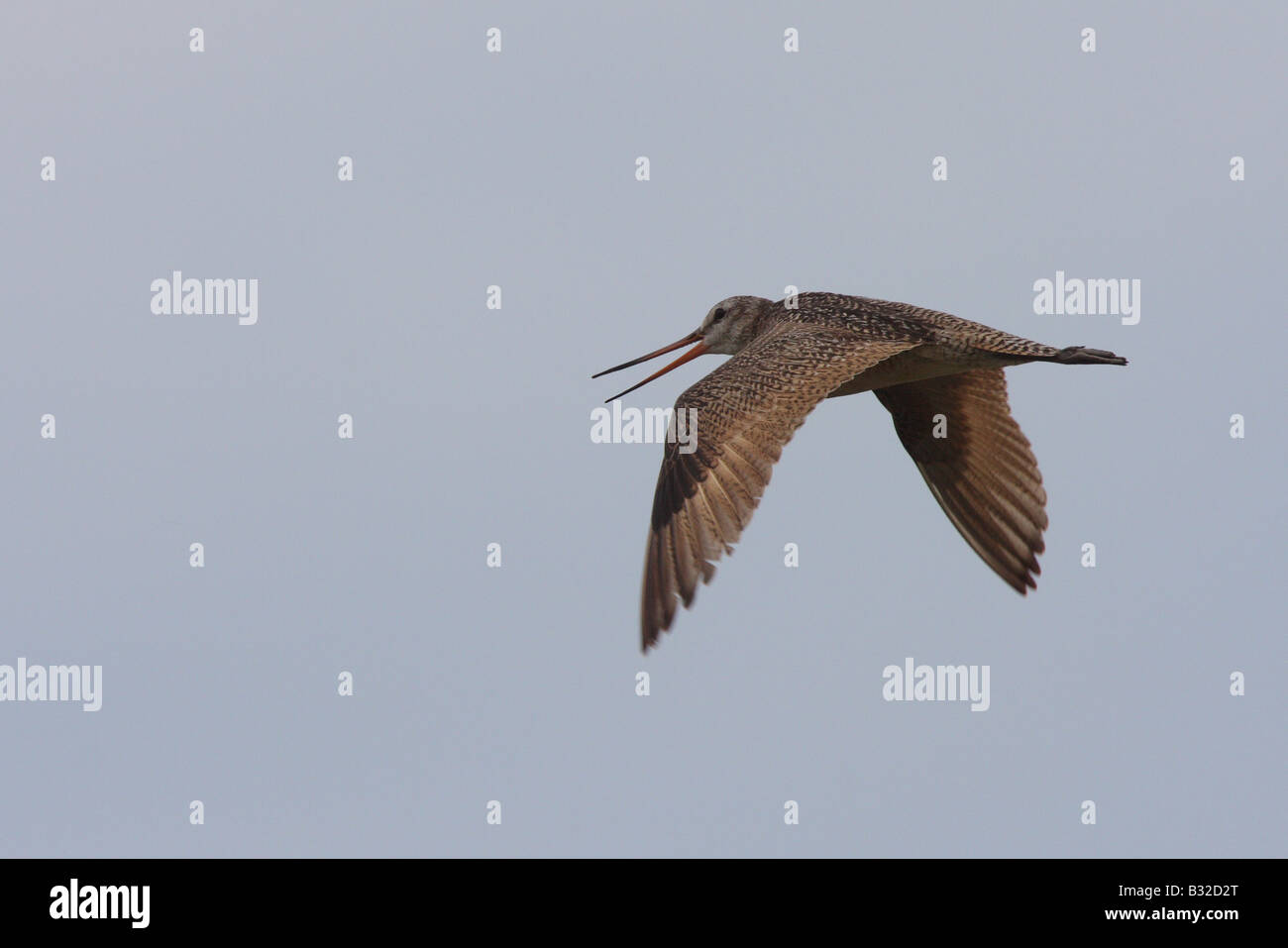 Marbled Godwit in flight Stock Photo - Alamy
