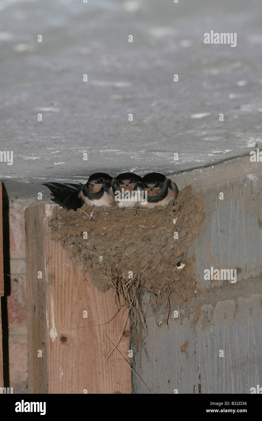 Swallow Hirundo rustica chicks in a nest Stock Photo - Alamy