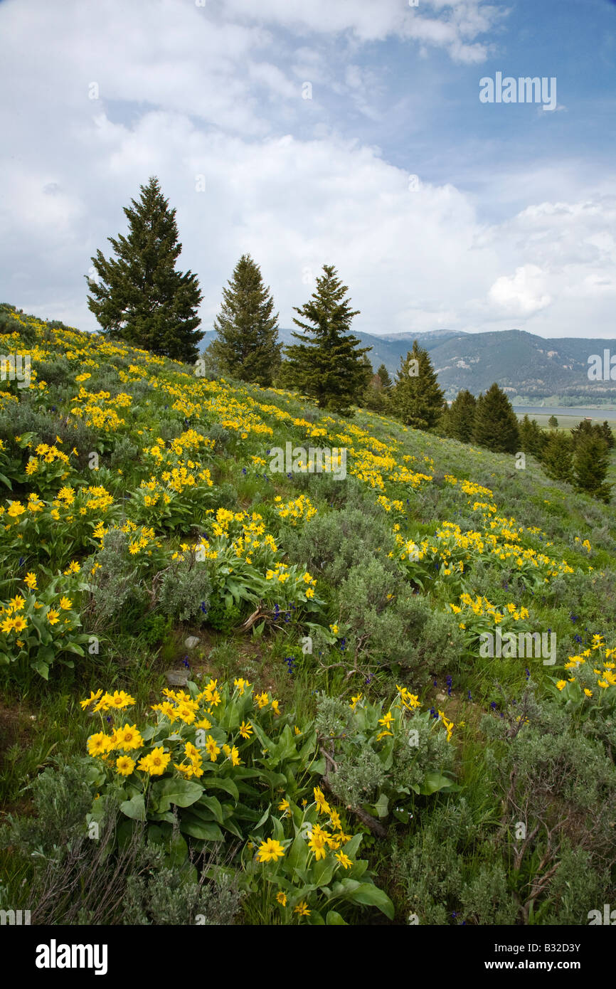 BALSAMROOT Balsamorhiza sagittata or ARROWLEAF BALSAMROOT plants turn ...