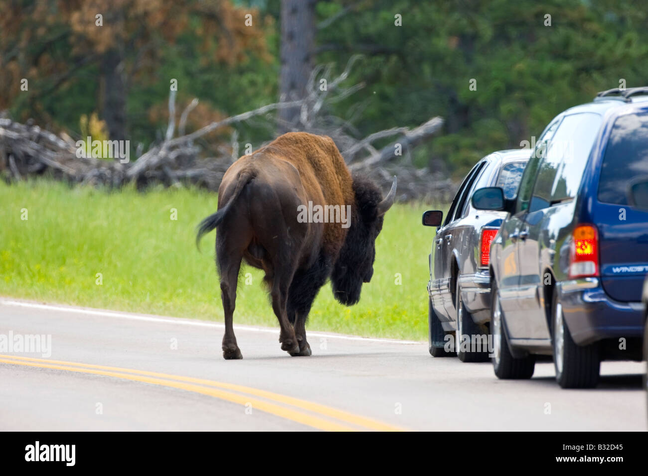 American Bison Bull (Bison bison) stopping traffic Stock Photo - Alamy