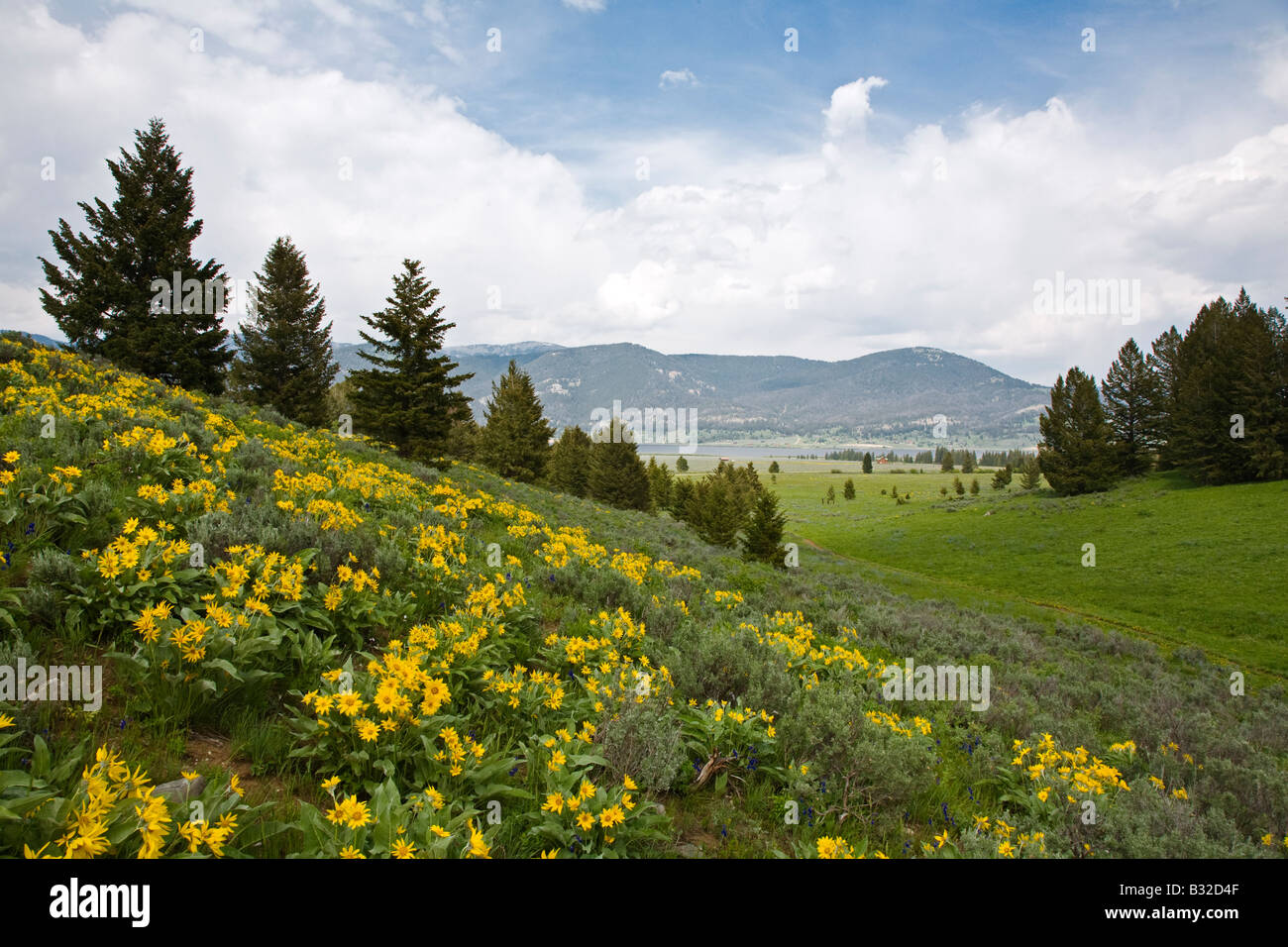 BALSAMROOT Balsamorhiza sagittata or ARROWLEAF BALSAMROOT plants turn ...