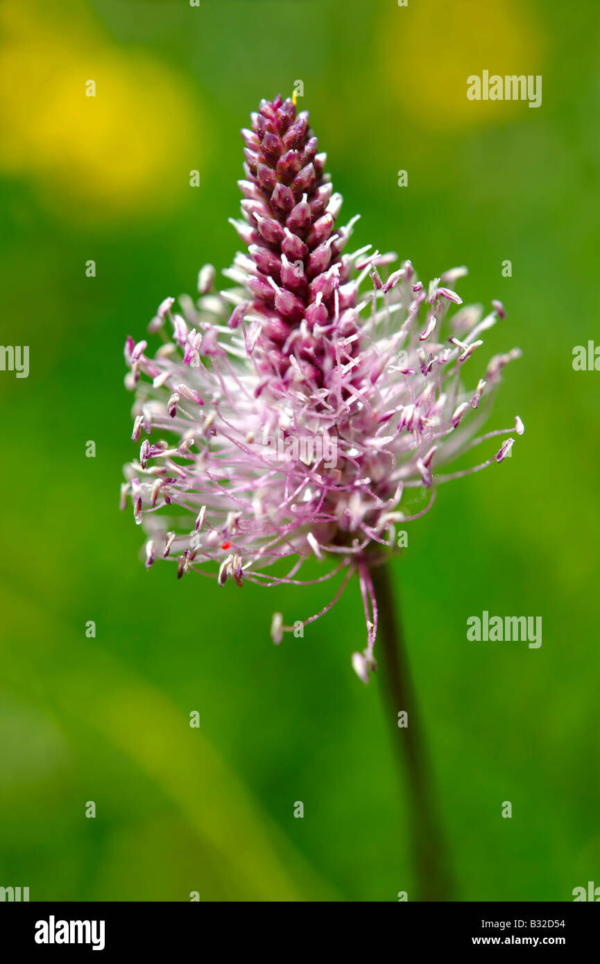 Alpine Flower - Brenese Alps Switzerland Stock Photo - Alamy