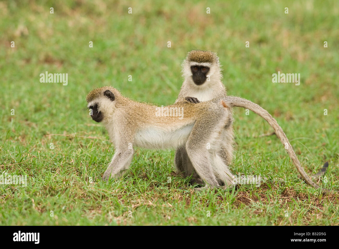 Vervet Monkey (Cercopithecus pygerythrus) grooming Stock Photo - Alamy