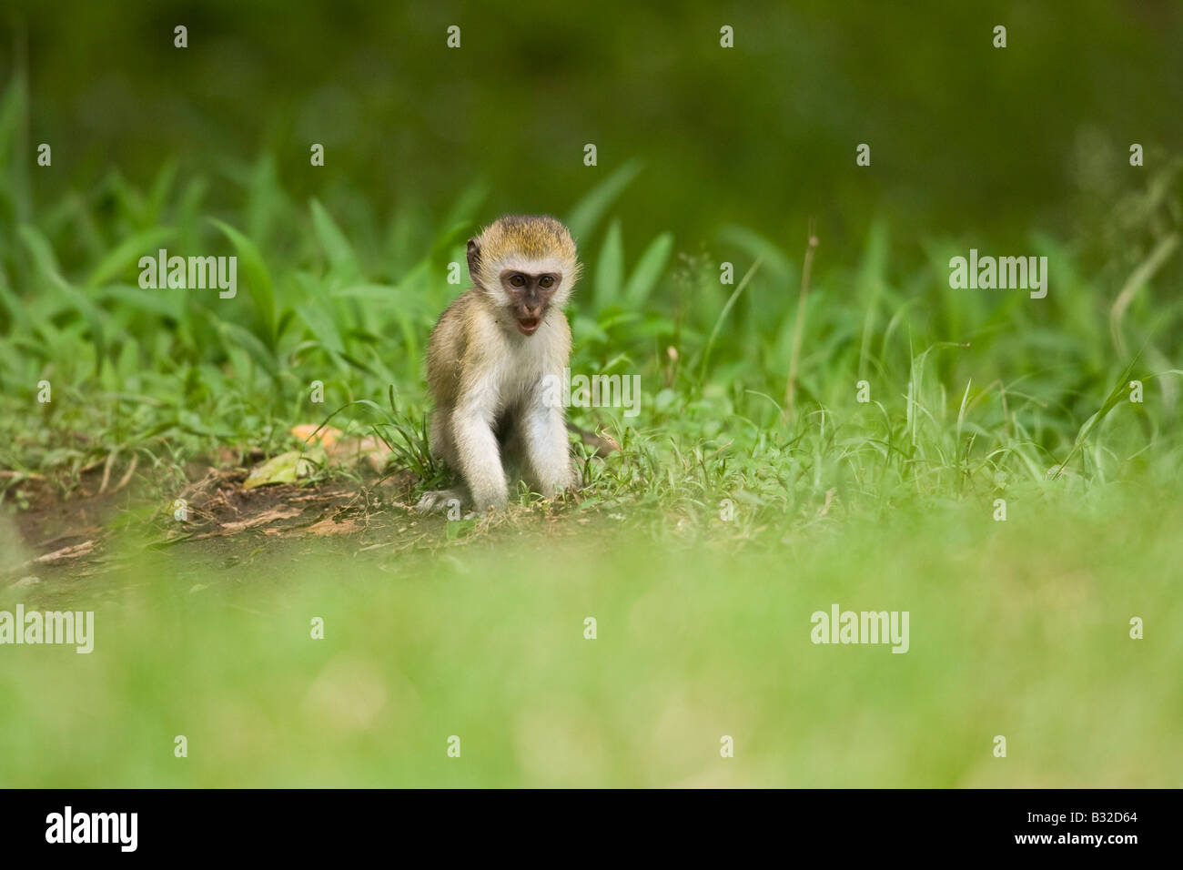 Vervet Monkey (Cercopithecus pygerythrus) baby Stock Photo - Alamy