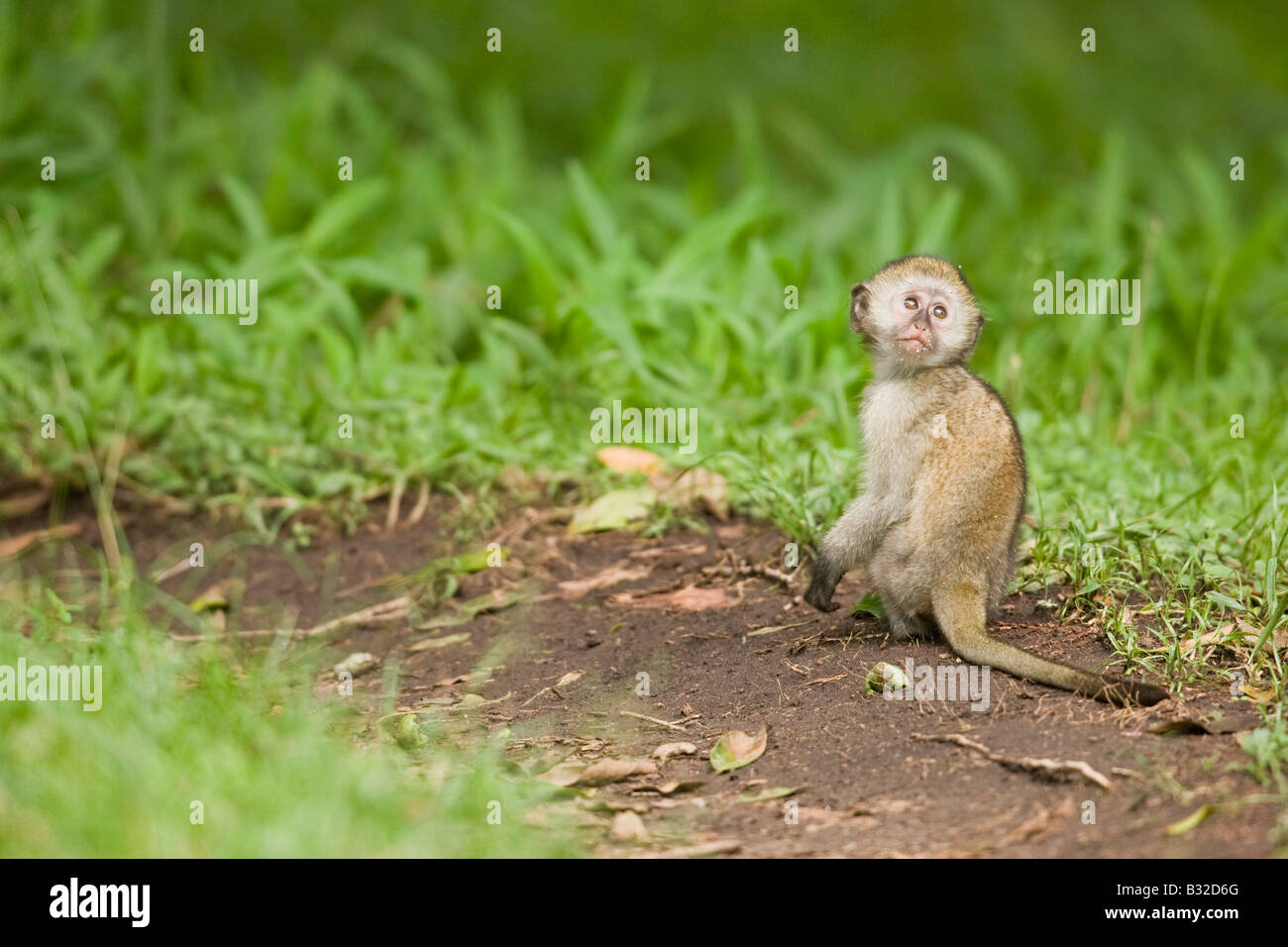 Vervet Monkey (Cercopithecus pygerythrus) baby Stock Photo - Alamy
