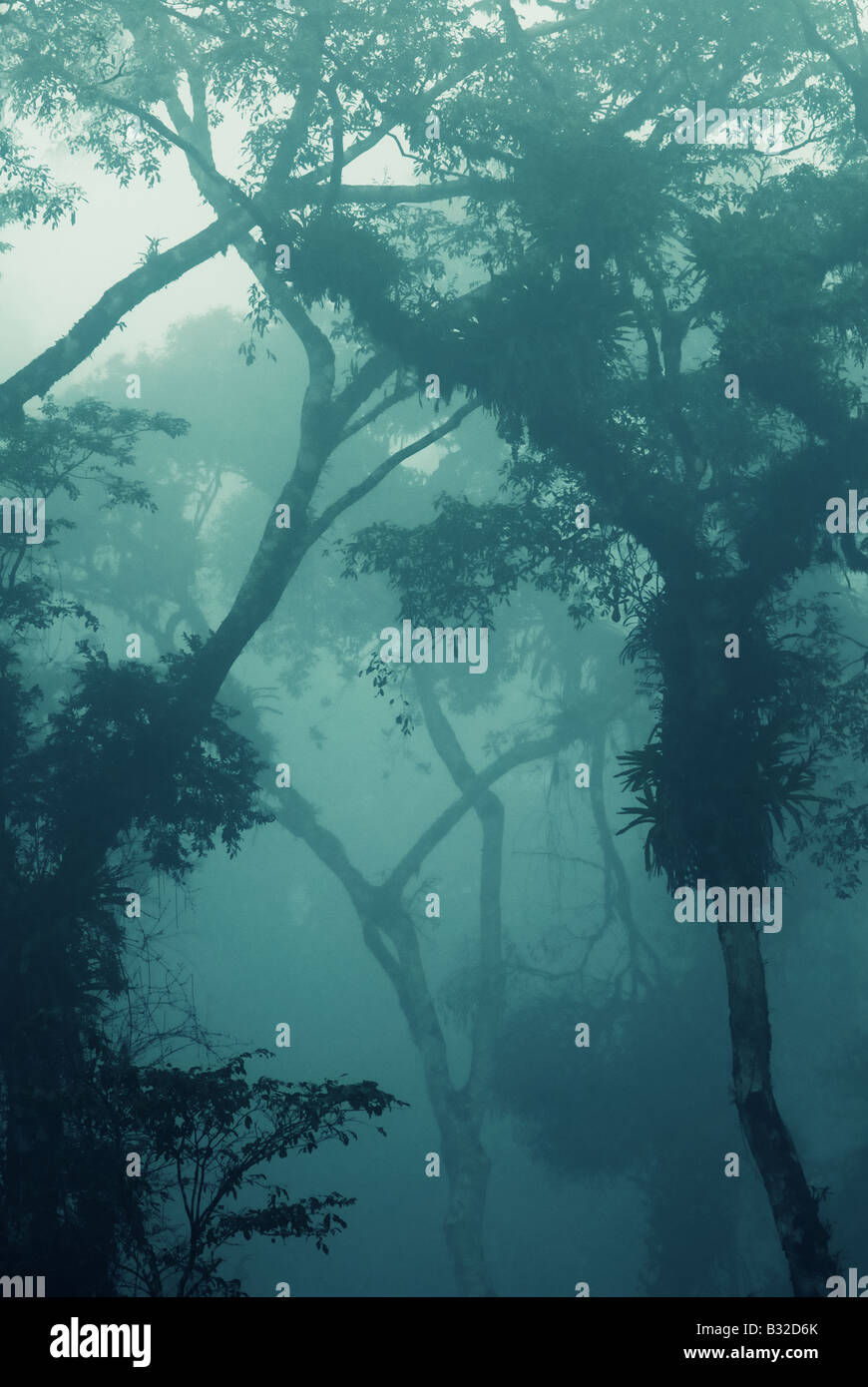 Atlantic Rainforest morning fog Stock Photo - Alamy