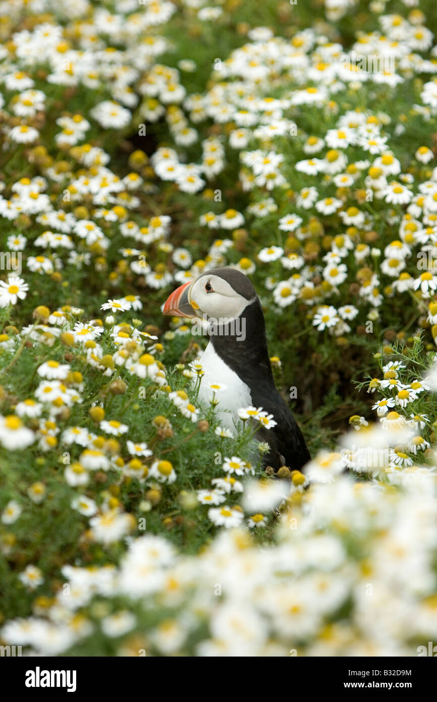 Puffin on Skomer island, in a daisy flower bed (have a look at my other ...