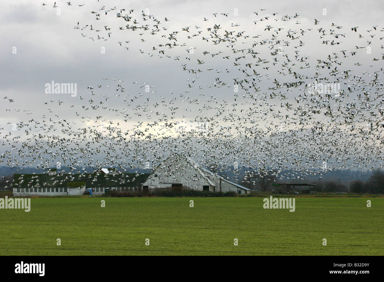 Snow Geese flying during thier anual migration Stock Photo - Alamy